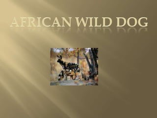 African wild dog | PPTX | Dogs | Pets