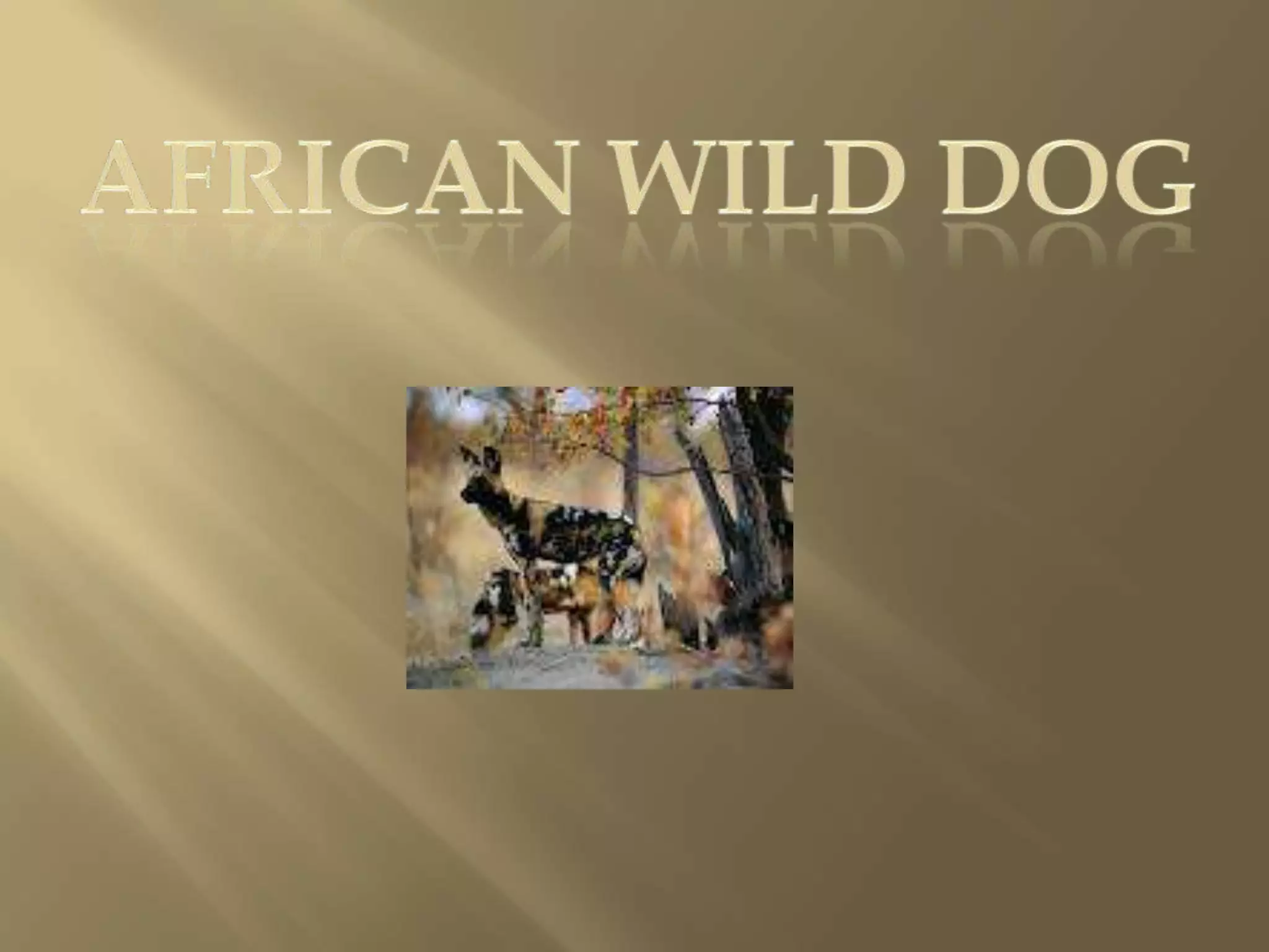 African wild dog | PPTX