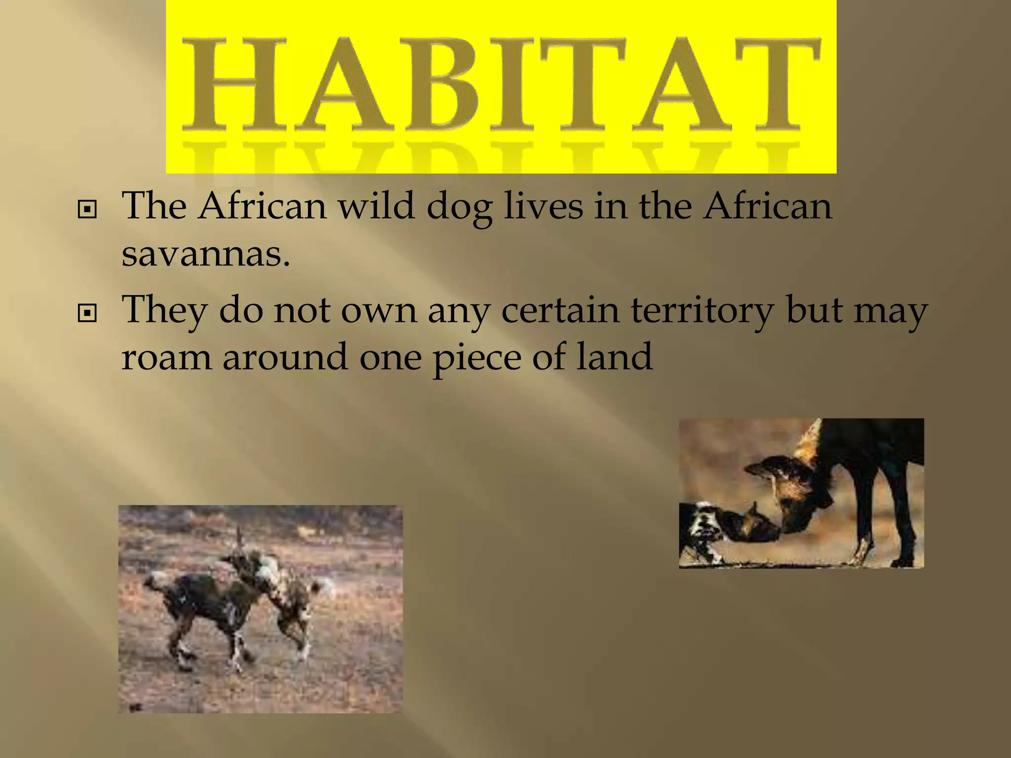 African wild dog | PPTX