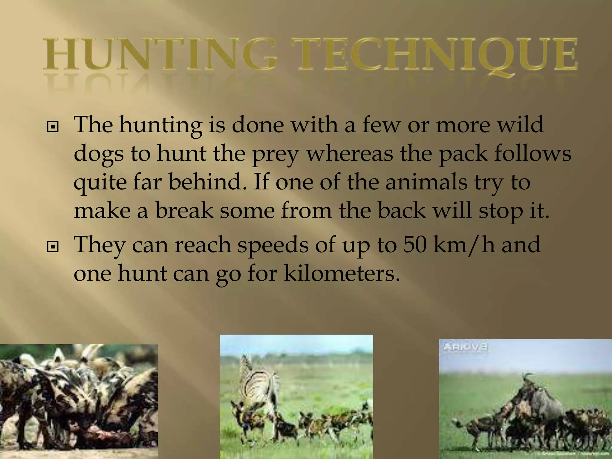 African wild dog | PPTX