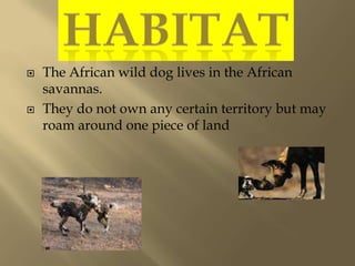 African wild dog | PPTX