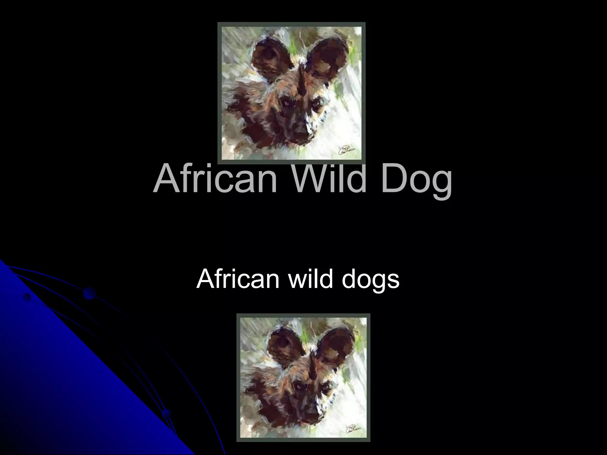 African wild dog | PPT