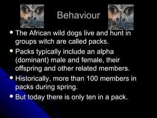 African wild dog | PPT