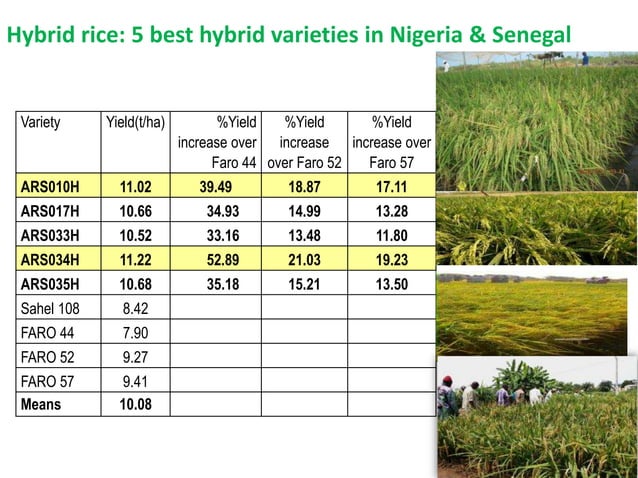 Africa Riceing : Mobilizing and applying science and complementary ...