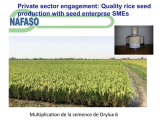 Africa Riceing : Mobilizing and applying science and complementary ...