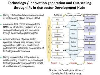 Africa Riceing : Mobilizing and applying science and complementary ...
