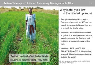 Africa rice self sufficiency | PPT