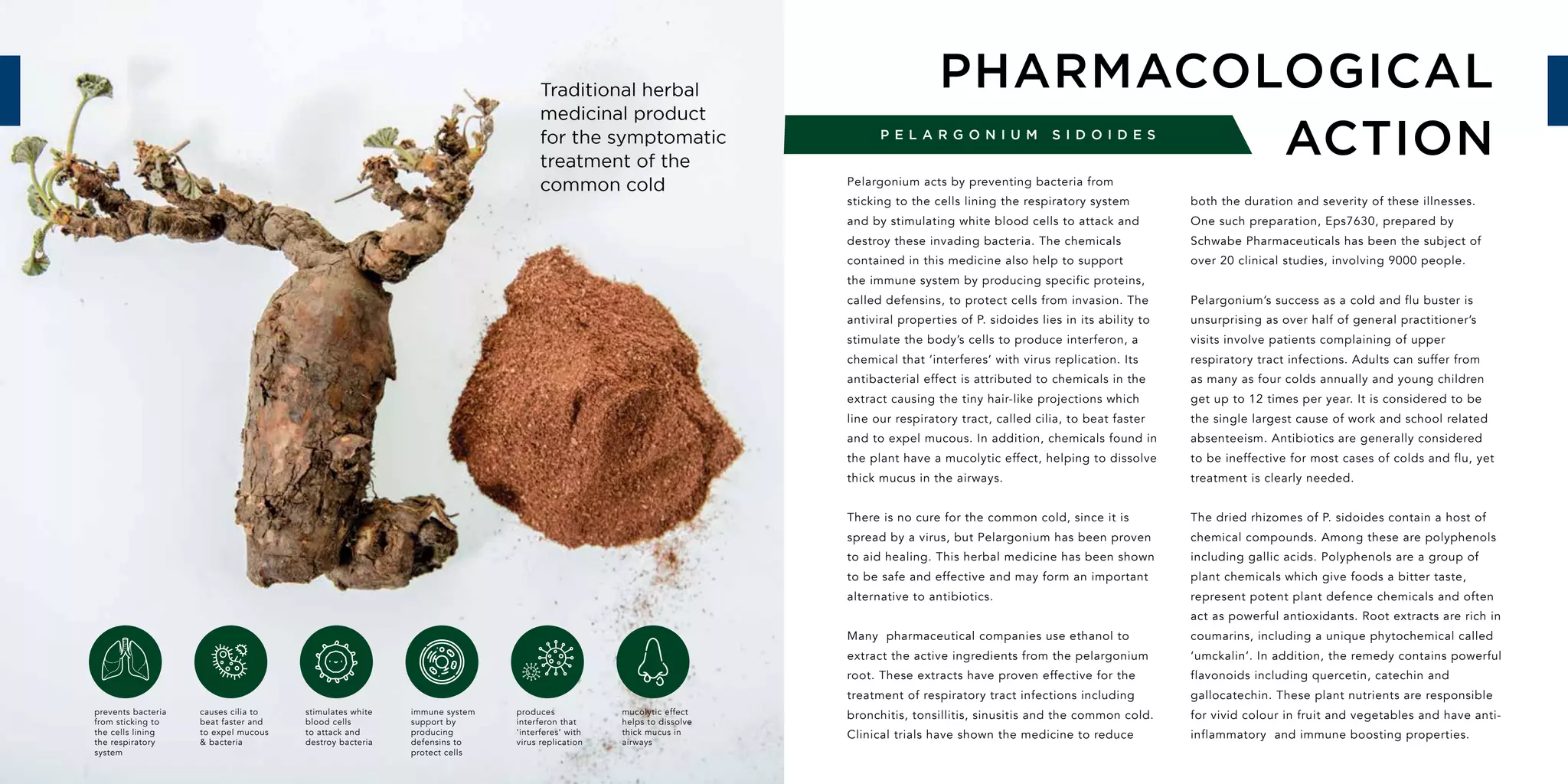 Afrigetics Pelargonium Sidoides Brochure | PDF