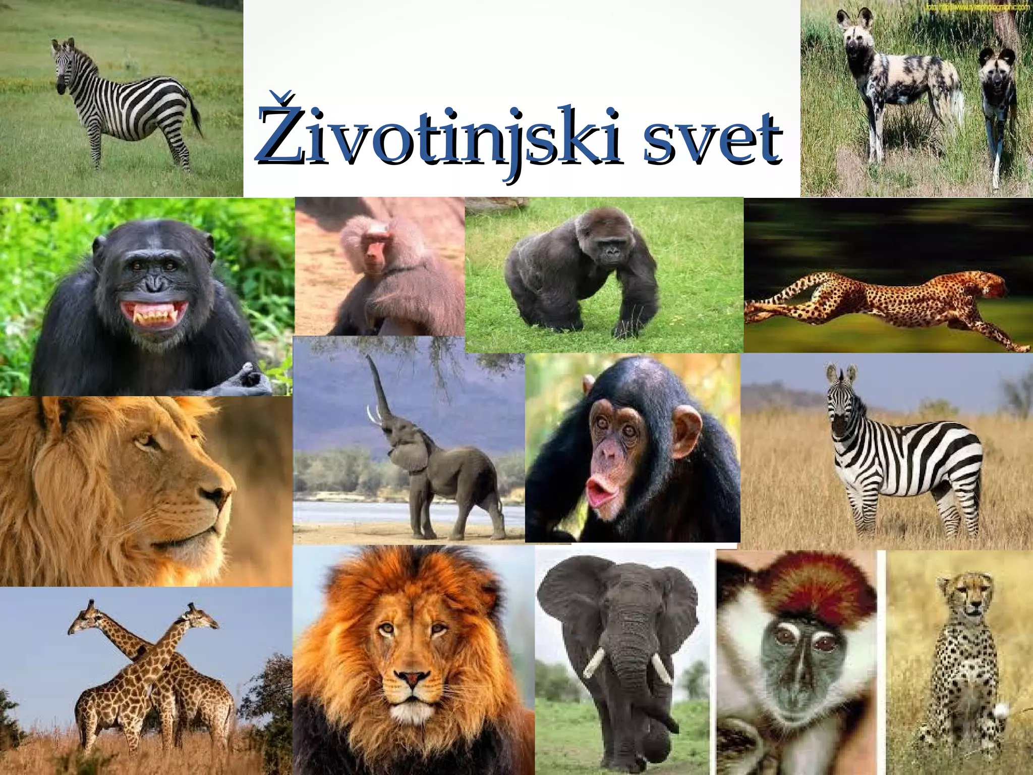 Afrika | PPT