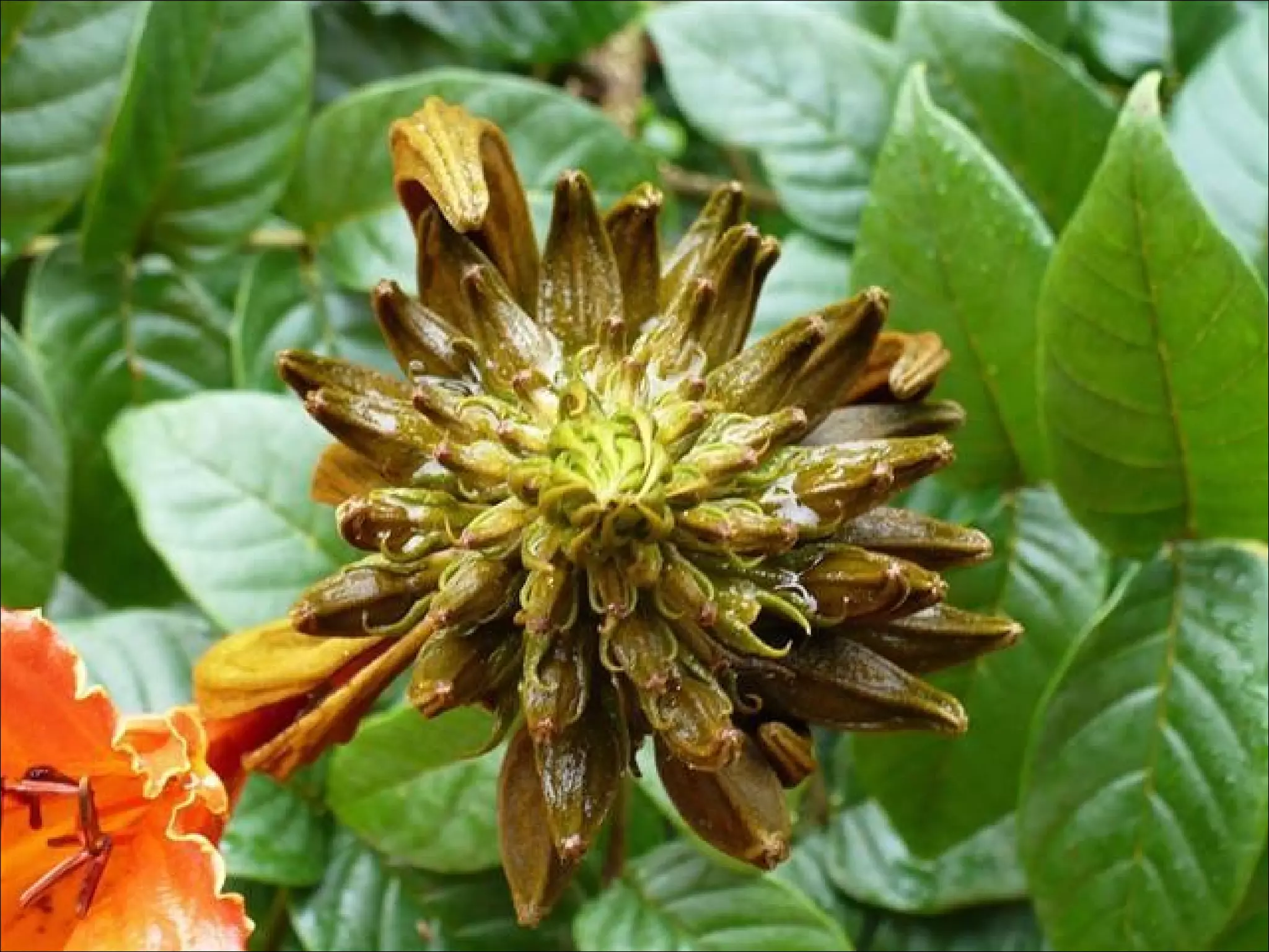 Afrikai tulipánfa African Tulip Tree | PPS