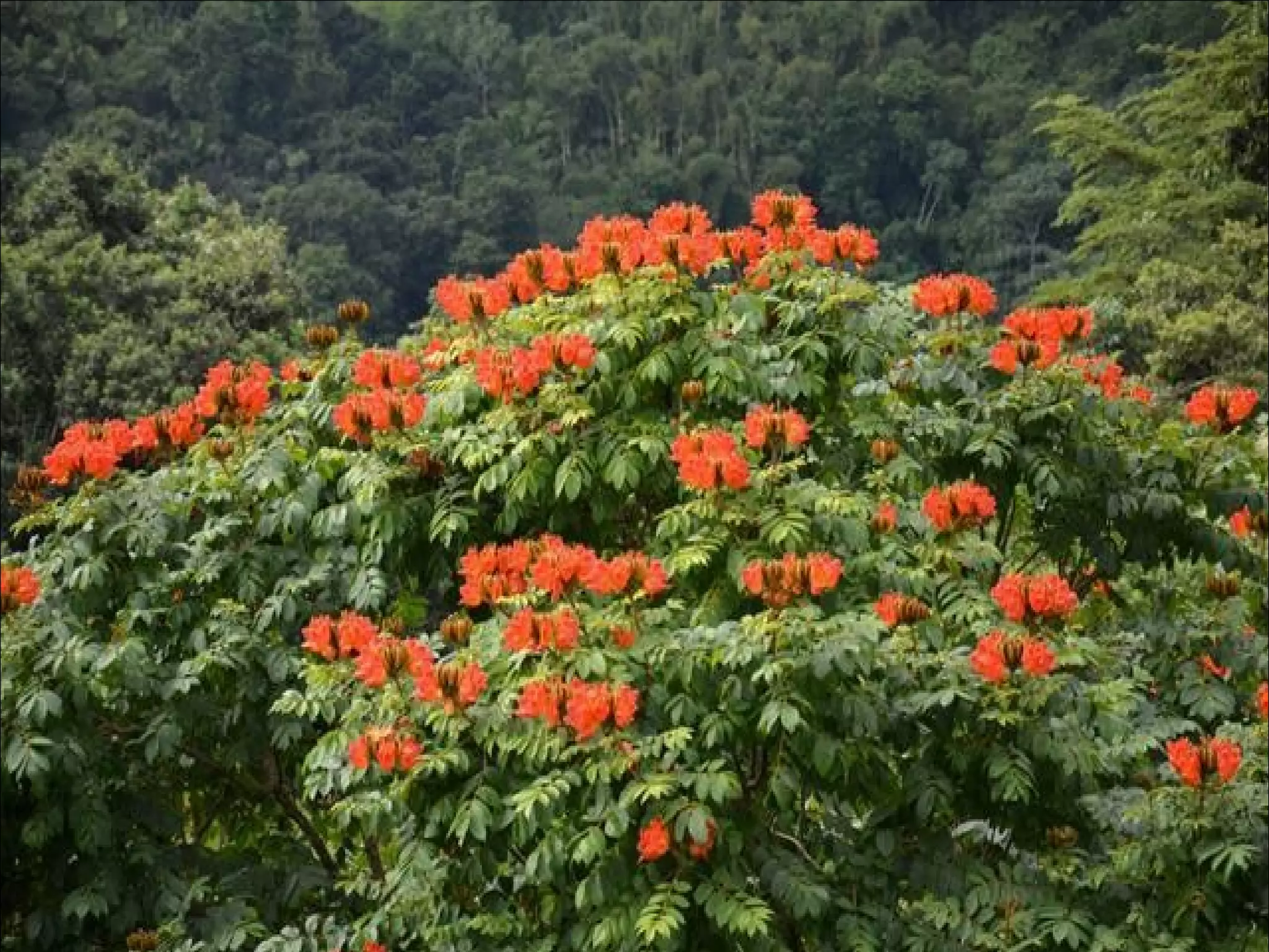 Afrikai tulipánfa African Tulip Tree | PPS