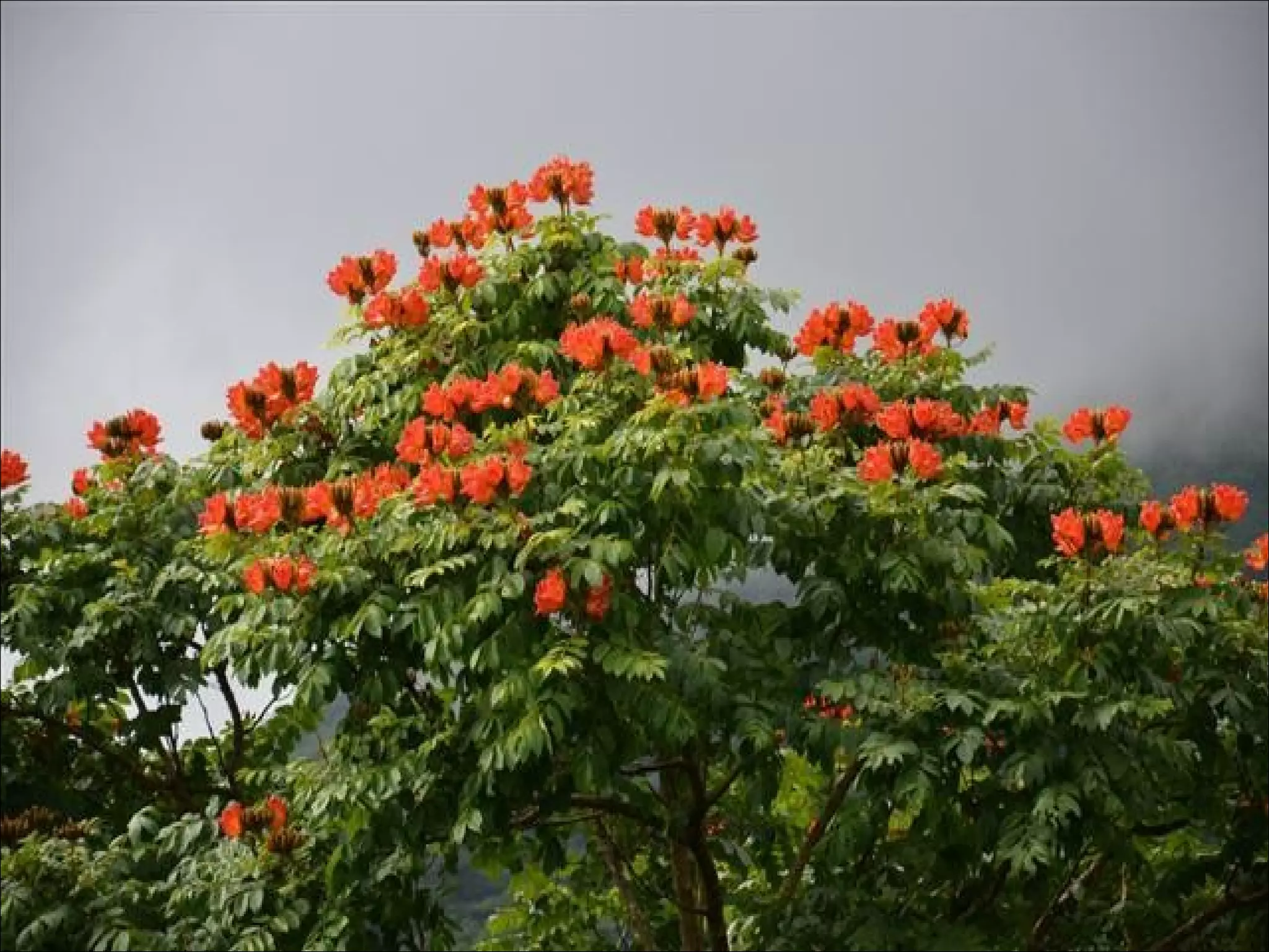Afrikai tulipánfa African Tulip Tree | PPS