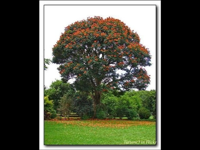 Afrikai tulipánfa African Tulip Tree | PPT