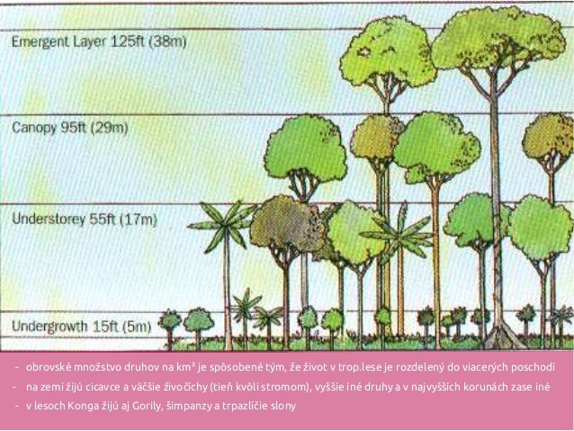 Afrika rastlinstvo a živočíšstvo