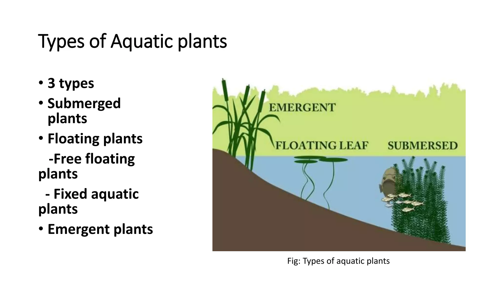 plant adaptation to aquatic environment | PPTX