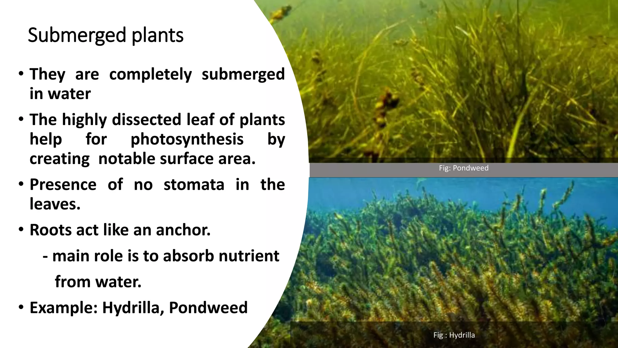 plant adaptation to aquatic environment | PPTX
