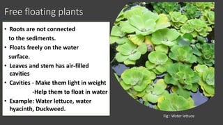 plant adaptation to aquatic environment | PPTX