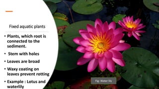 plant adaptation to aquatic environment | PPTX