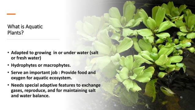 plant adaptation to aquatic environment | PPTX | Gardening | Home & Garden