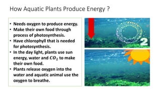 plant adaptation to aquatic environment | PPTX