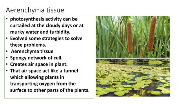 plant adaptation to aquatic environment | PPTX | Gardening | Home & Garden