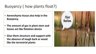plant adaptation to aquatic environment | PPTX