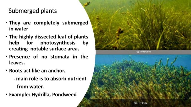 plant adaptation to aquatic environment | PPTX | Gardening | Home & Garden