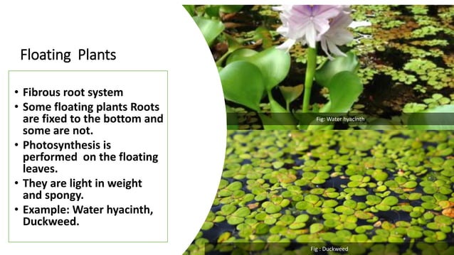 plant adaptation to aquatic environment | PPTX | Gardening | Home & Garden