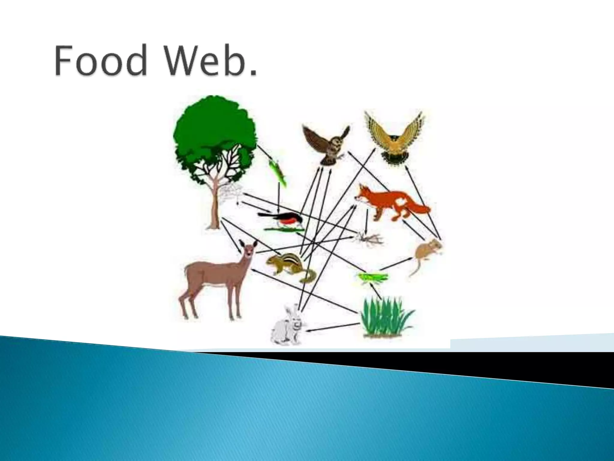 FOOD CHAIN & FOOD WEB ppt. | PPT