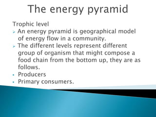 FOOD CHAIN & FOOD WEB ppt. | PPTX