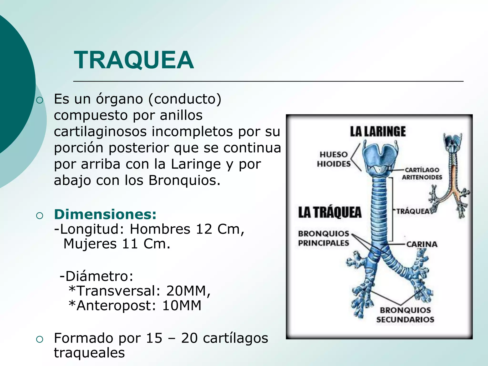 Anatomia y Fisiologia de Traquea y Arbol Bronquial | PPTX