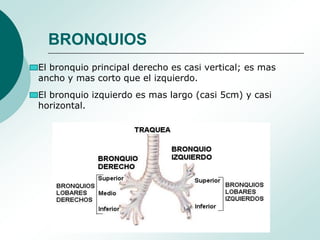 Anatomia y Fisiologia de Traquea y Arbol Bronquial | PPTX