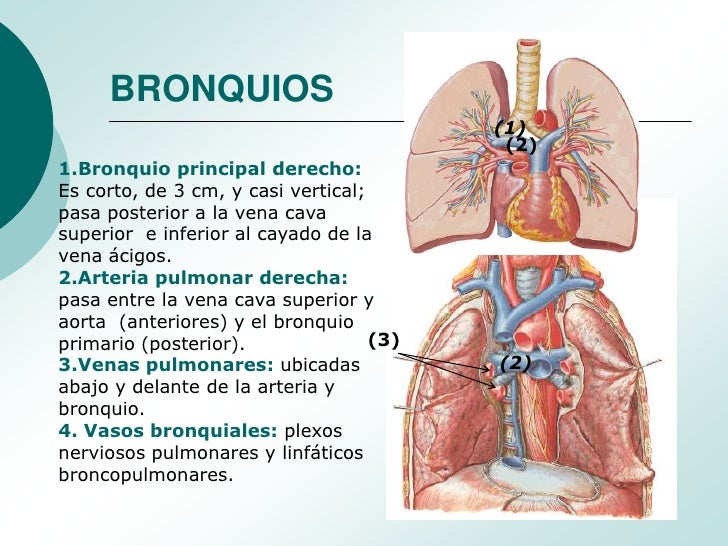 Anatomia y Fisiologia de Traquea y Arbol Bronquial