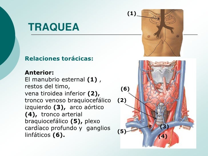 Anatomia y Fisiologia de Traquea y Arbol Bronquial