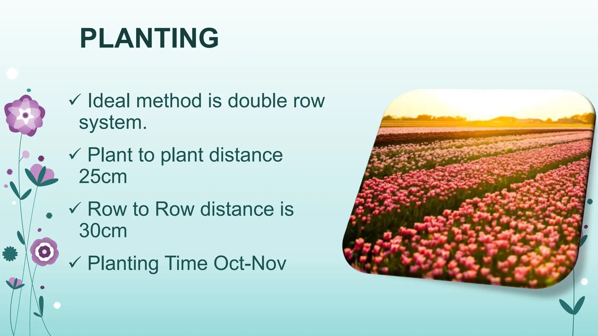 presentation ROSE FLOWERS HORTICULTURE pptx | PPTX