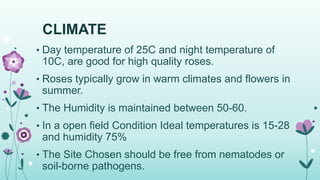 presentation ROSE FLOWERS HORTICULTURE pptx | PPTX