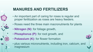 presentation ROSE FLOWERS HORTICULTURE pptx | PPTX