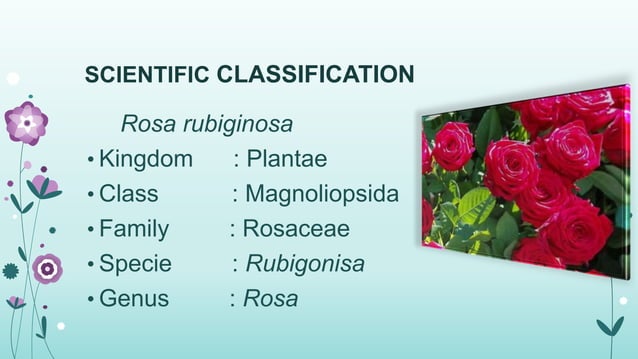 presentation ROSE FLOWERS HORTICULTURE pptx | PPTX | Gardening | Home ...