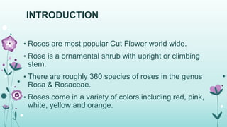 presentation ROSE FLOWERS HORTICULTURE pptx | PPTX