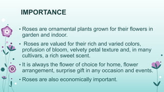 presentation ROSE FLOWERS HORTICULTURE pptx | PPTX