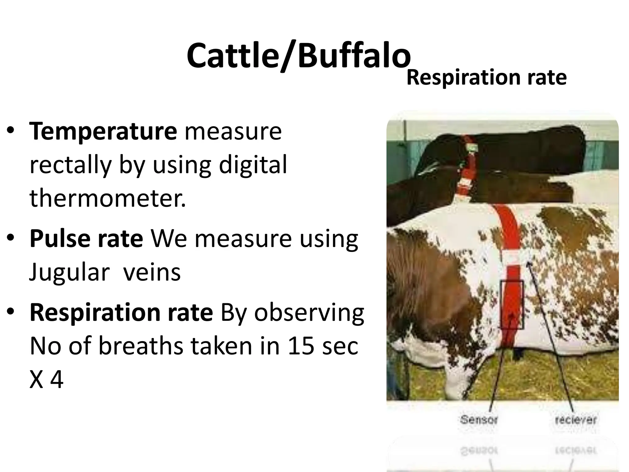 Vital Signs of Animals Presentation By Aftab Ahmed Rahimoon | PPTX