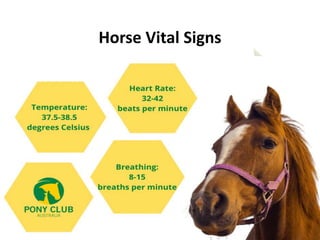 Vital Signs of Animals Presentation By Aftab Ahmed Rahimoon | PPTX