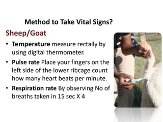 Vital Signs of Animals Presentation By Aftab Ahmed Rahimoon | PPTX