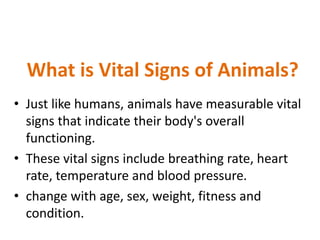 Vital Signs of Animals Presentation By Aftab Ahmed Rahimoon | PPTX