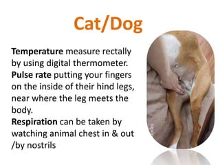 Vital Signs of Animals Presentation By Aftab Ahmed Rahimoon | PPT