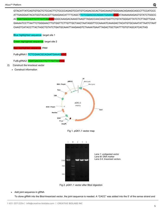 Afuco platform for adcc enhanced therapeutic antibody development | PDF ...