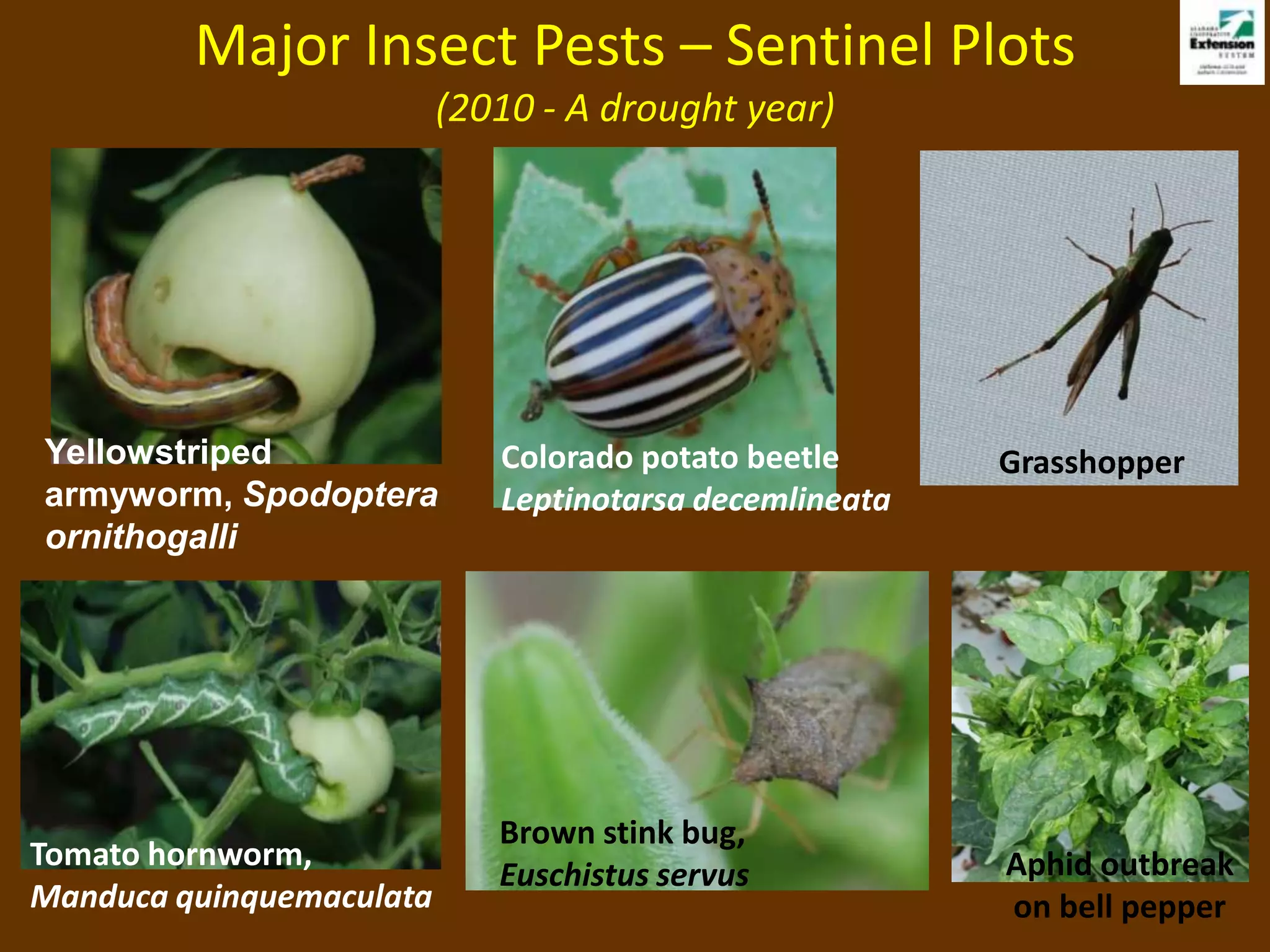 Insecticides for Vegetable Production 2011 | PPTX