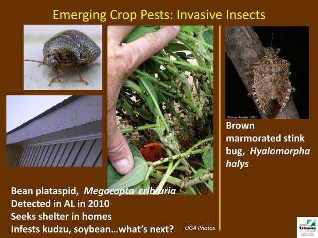 Insecticides for Vegetable Production 2011 | PPTX