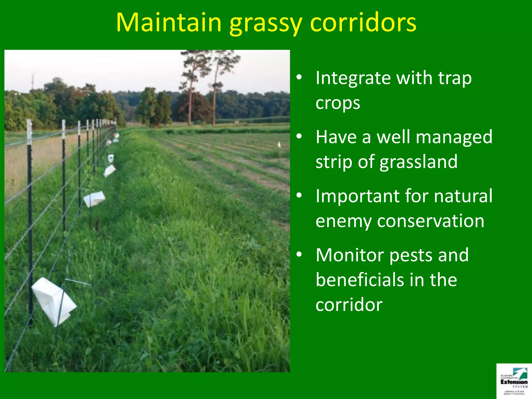 Trap Crops for Insect Pest Management | PPTX