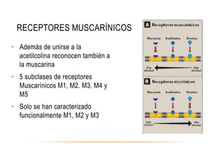 Agonistas colinérgicos /Farmacología,Harvey | PPTX